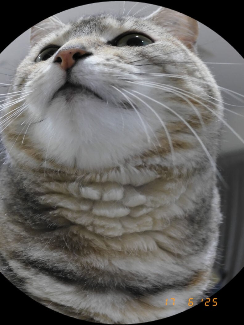 Fujifilm X Half review: A hyper-specific niche camera